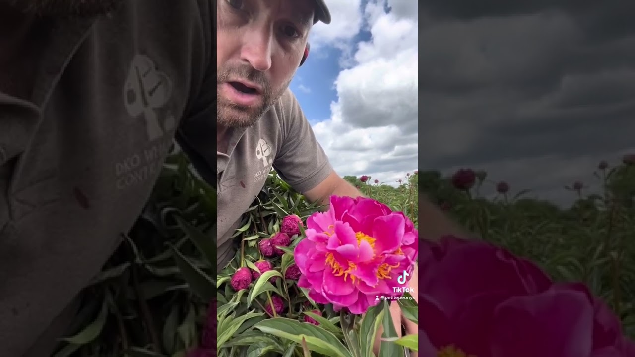 Pink peony rose