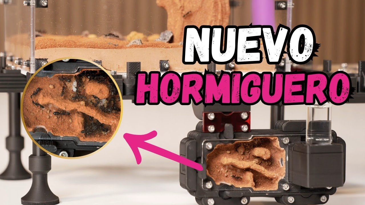 Hormiguero VERTICAL para mis hormigas CARPINTERAS. MK2 Natura