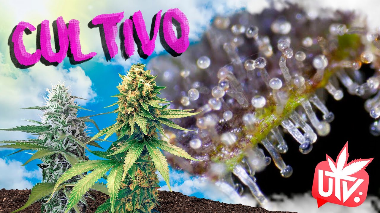 ¡AUMENTA los TERPENOS de tus plantas de CANNABIS!