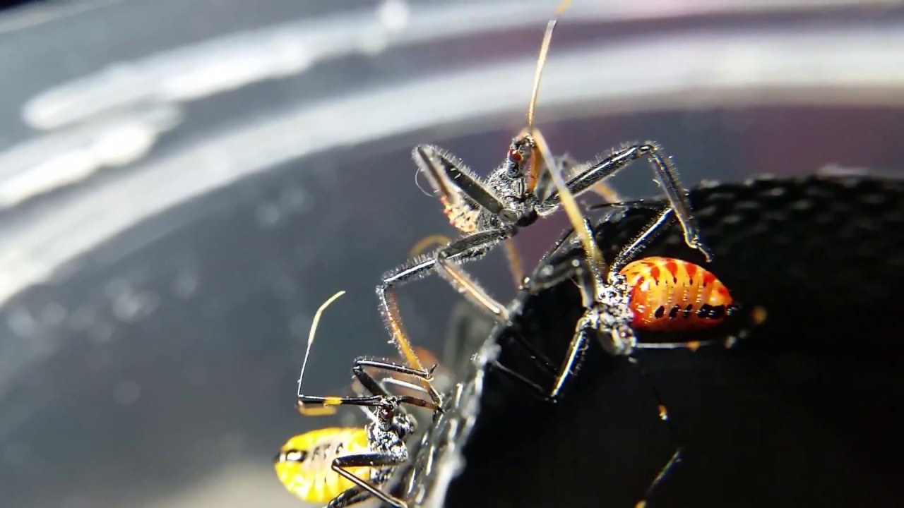 Assassin Bugs: Wheel Bug Babies! (arilus cristatus nymphs)