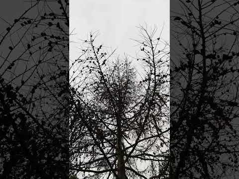 Japanese larch - crown - January 2025