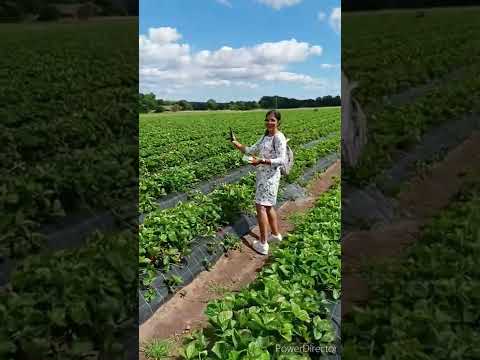 STRAWBERRY PICKING & HALLAMÖLLA WATERFALL | INDIAN IN SWEDEN | THINGS TO DO IN SKÅNE | DESI2VIDESHI