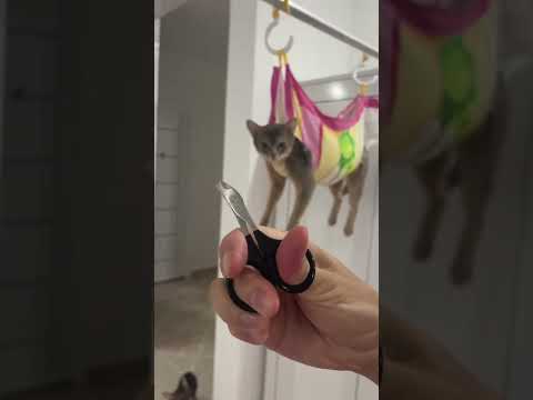 How to trim your catโs claws ๐
#shorts