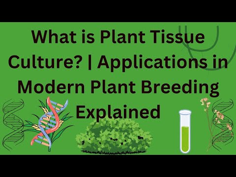 What is Plant Tissue Culture? | Applications in Modern Plant Breeding Explained