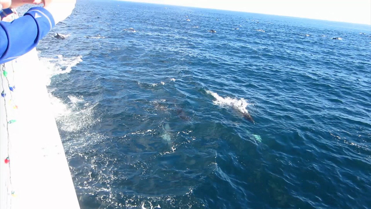 Dolphins & Sea Lions! - Davey's Locker Whale Watching Tour - Newport Beach, Orange County, CA