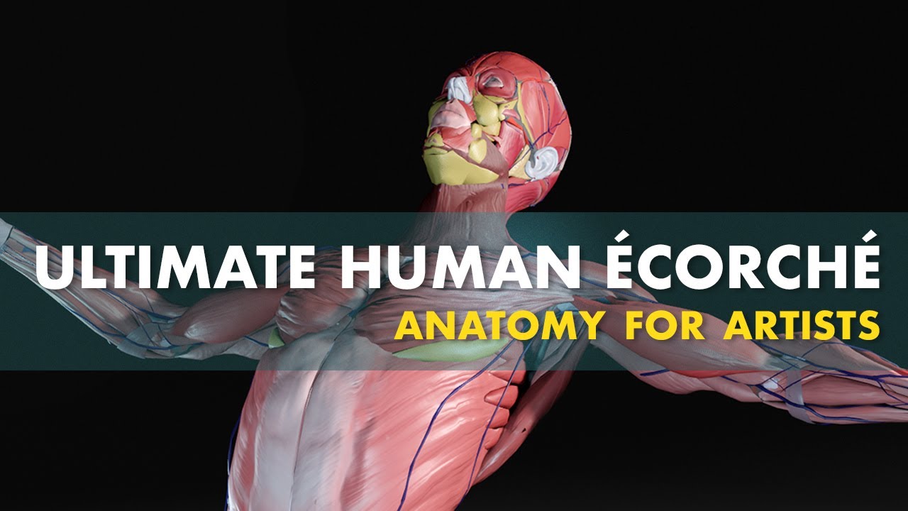 ULTIMATE HUMAN ÉCORCHÉ - definitive anatomy for artist