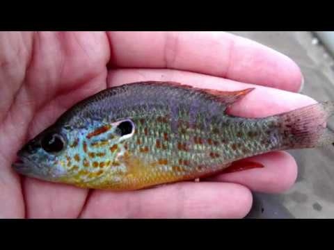Stream Fish Surveys