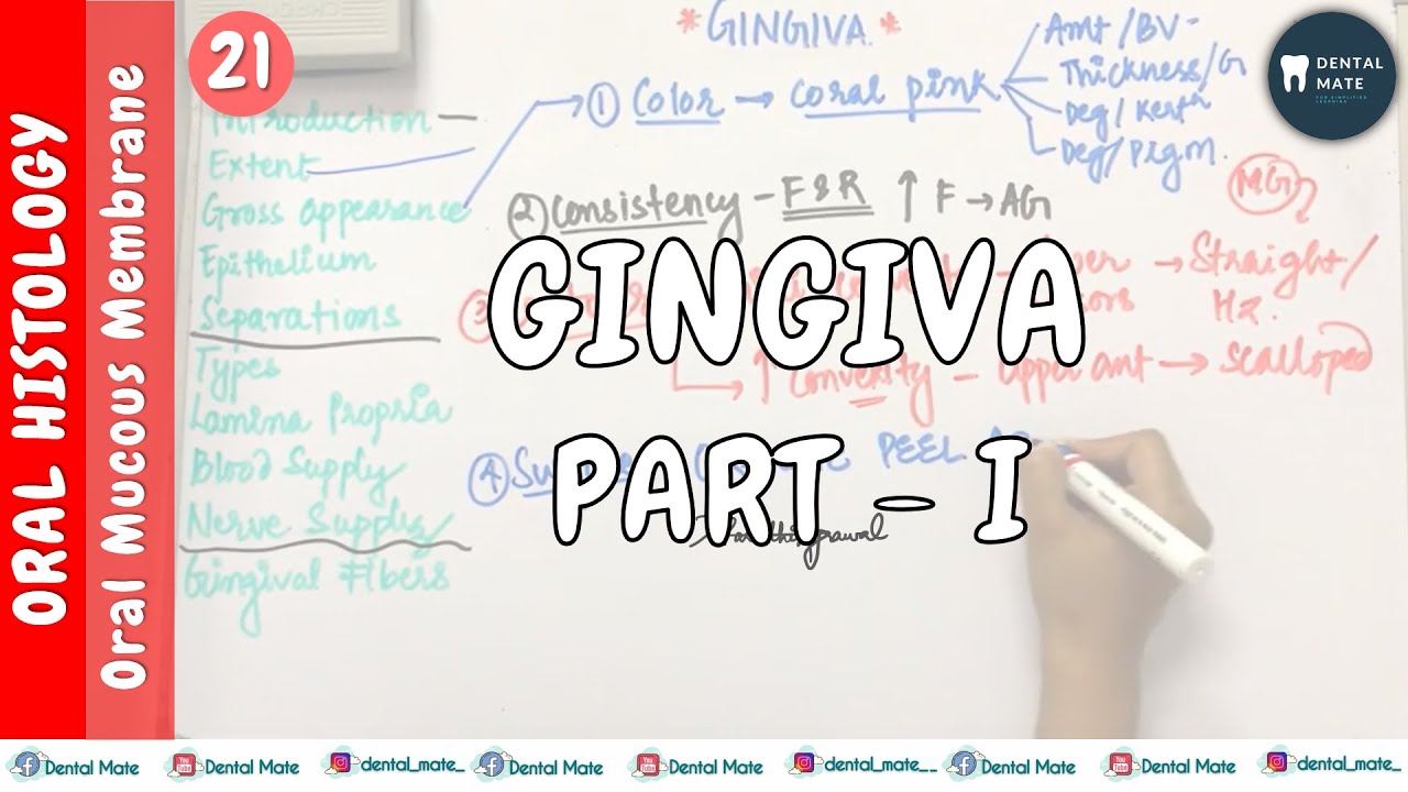 Gingiva | Part I | OMM