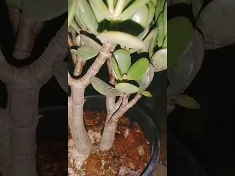 #crassula ovata #jade #luckey #plant #money #tree #popular #succulent #shortsfeed #shorts #viral