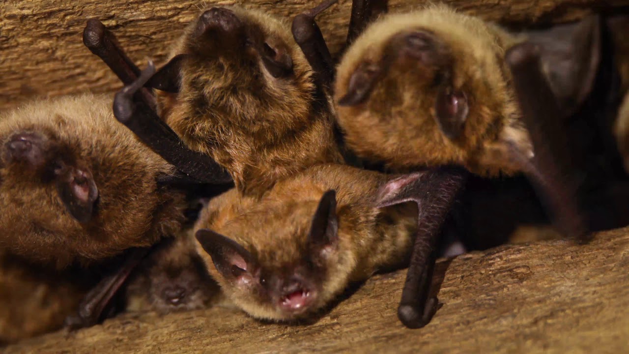 Little Brown Bat maternity colony