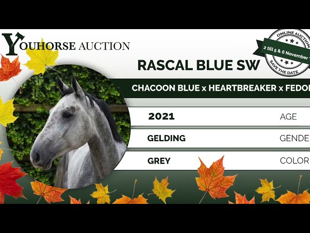 Youhorse.auction | Rascal Blue SW