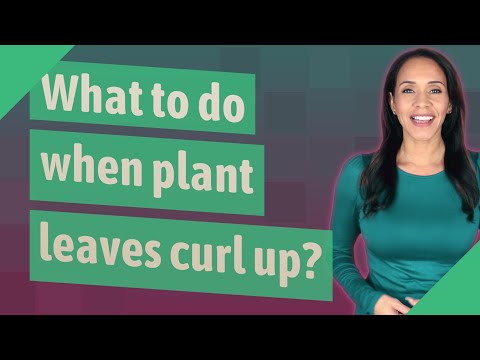 What to do when plant leaves curl up?