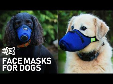 Texas company unleashes hospital-grade face masks for dogs