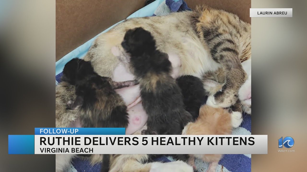 Hope For Life Rescue cat delivers five kittens after C-section