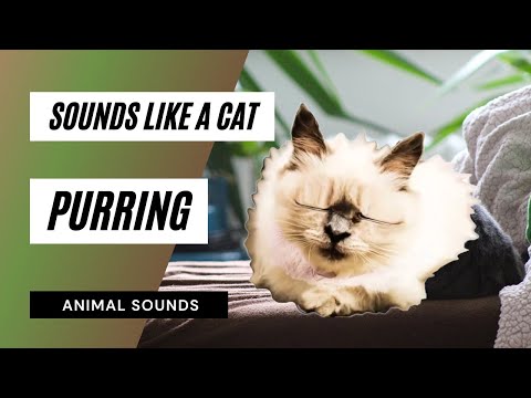 How to Sound Like a Cat Purring - how to sound like a cat purring / sound effect / animation
