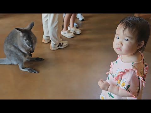 Meerkat atau Wallaby? Mana yang Mendapat Reaksi Paling Lucu? 🦦🦘