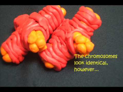 An Epigenetic Cartoon | The Epigenetics Project Blog