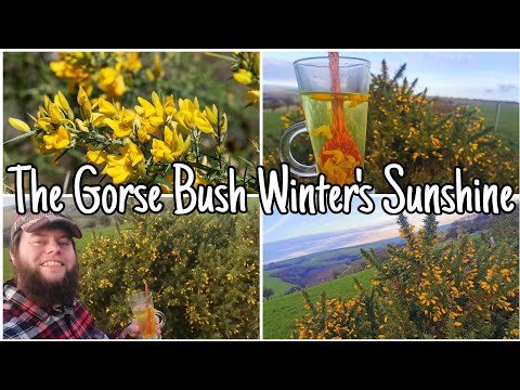 The Gorse Bush - Edible Flowers & Tea All Year Round ☀️Gorse Facts Uses & Folklore