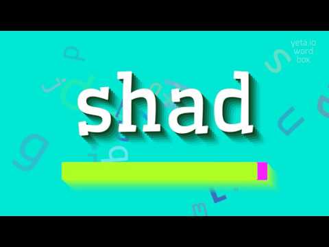 SHAD - HOW TO PRONOUNCE SHAD?
