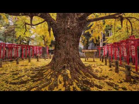 1bl 2016 17 Shintoismo