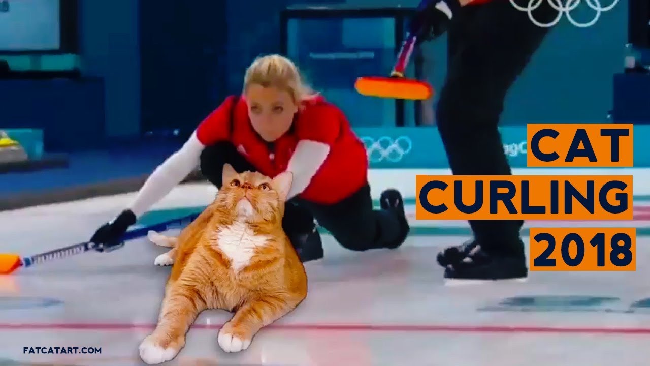 Cat curling 2018