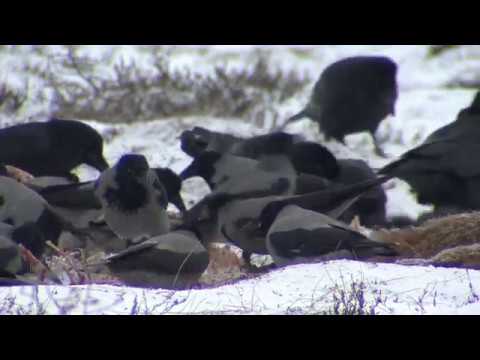Swedish ravens, hooded crows, feed in winter | Dear Kitty. Some blog