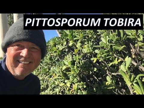 Pittosporum tobira - Cheesewood, Australian Laurel, Mock Orange