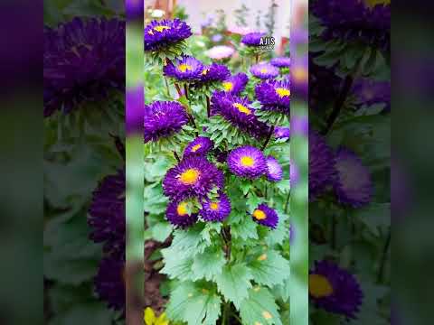 aster flowers/6 colorful varities of aster flower/#shorts
