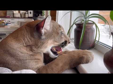 puma puma: A Ruby Rack web server built for parallelism – chmpapz