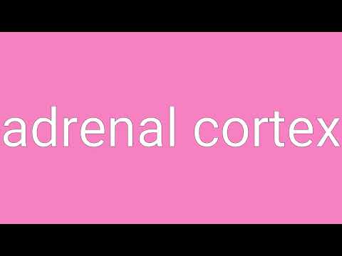Adrenal Cortex Definition & Meaning