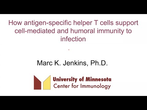 How antigen-specific helper T cells support cell-mediated and humoral immunity to infection
