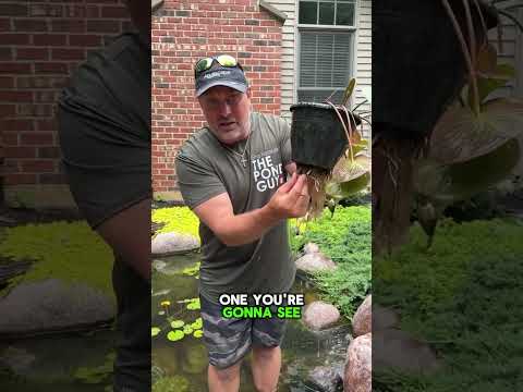 How To Plant Water Lilies
