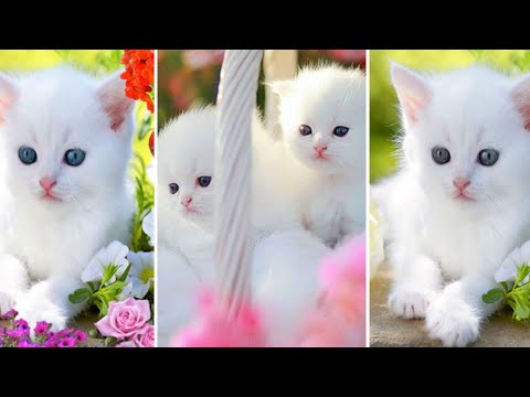 cute cat pics for wallpaper