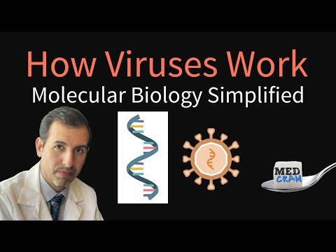 How Viruses Work - Molecular Biology Simplified (DNA, RNA, Protein Synthesis)
