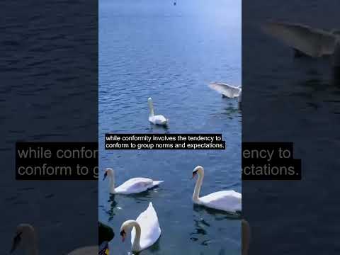 The Psychology of Group Dynamics and Conformity