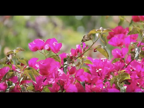 A Prayer for Easter