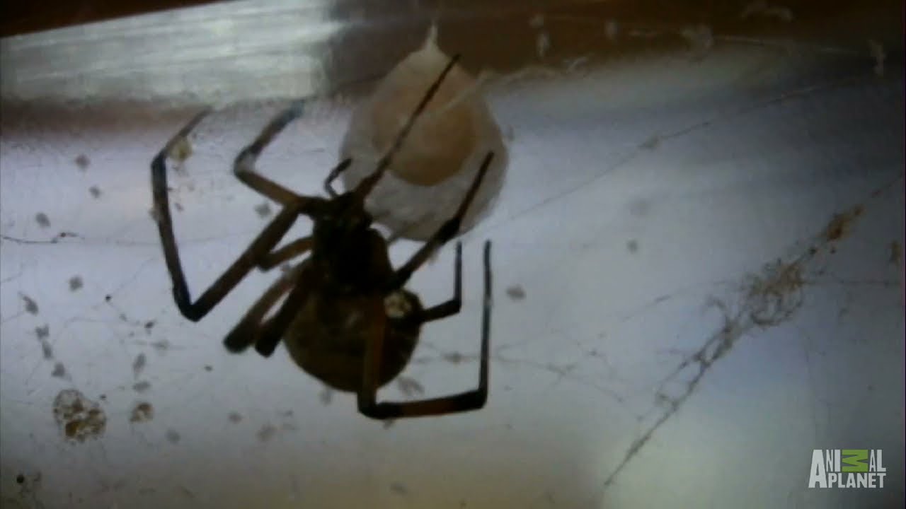 Brown Widow Spiders Invade | Infested!