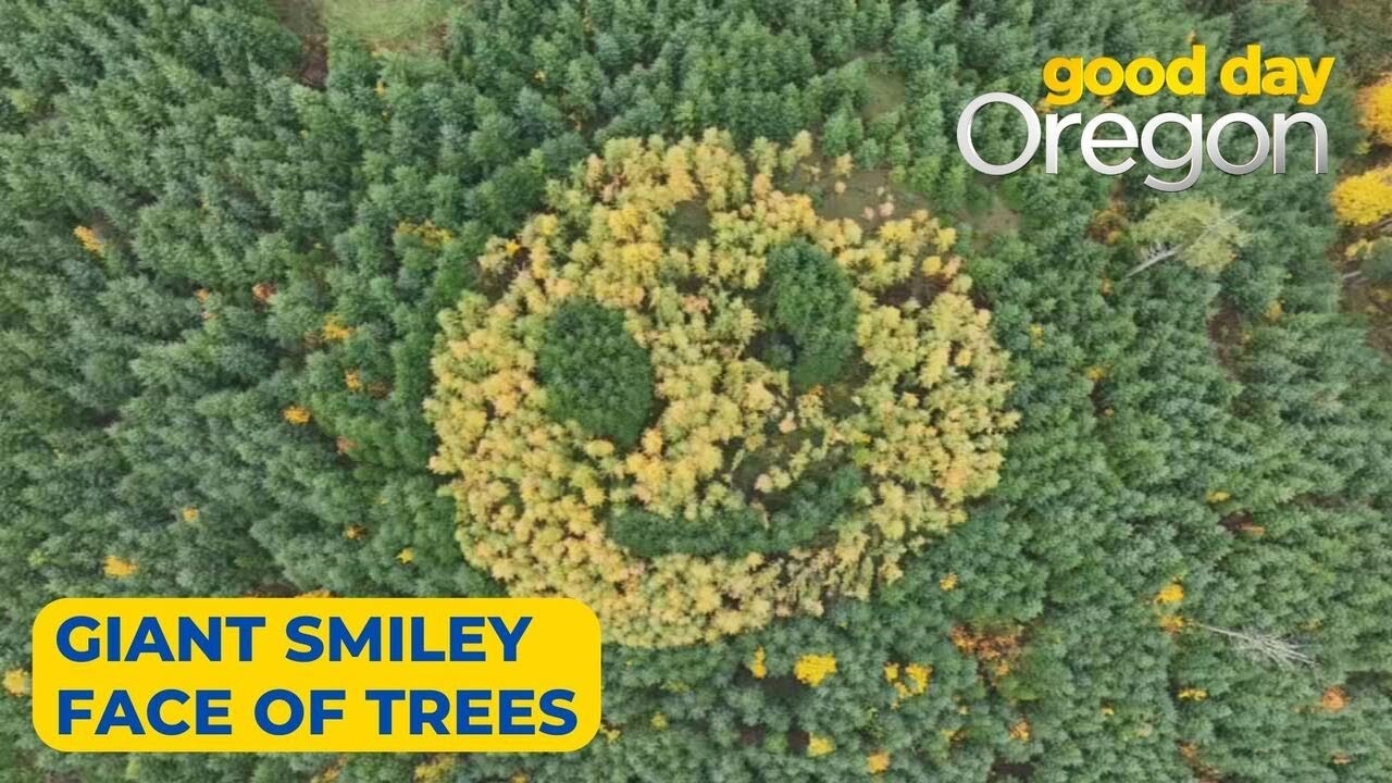 Giant smiley face of trees returns to Oregon hillside