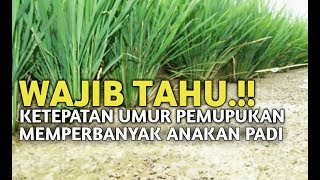 benarfuzziblog: Pemupukan Padi Yang Benar