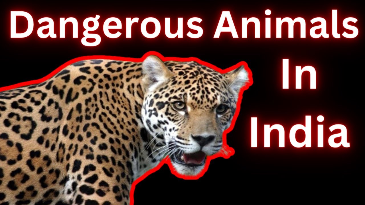 Most Dangerous Animals in India