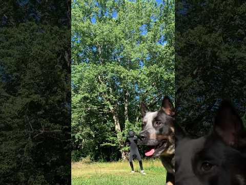 Skinwalker #blueheeler #dog #cattledogs #laugh #skinwalkers #funnydogs