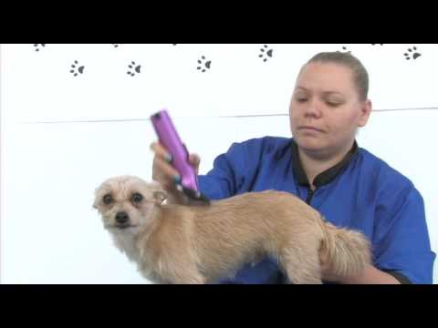 Clips Ahoy Mobile Pet Grooming Orlando, Florida