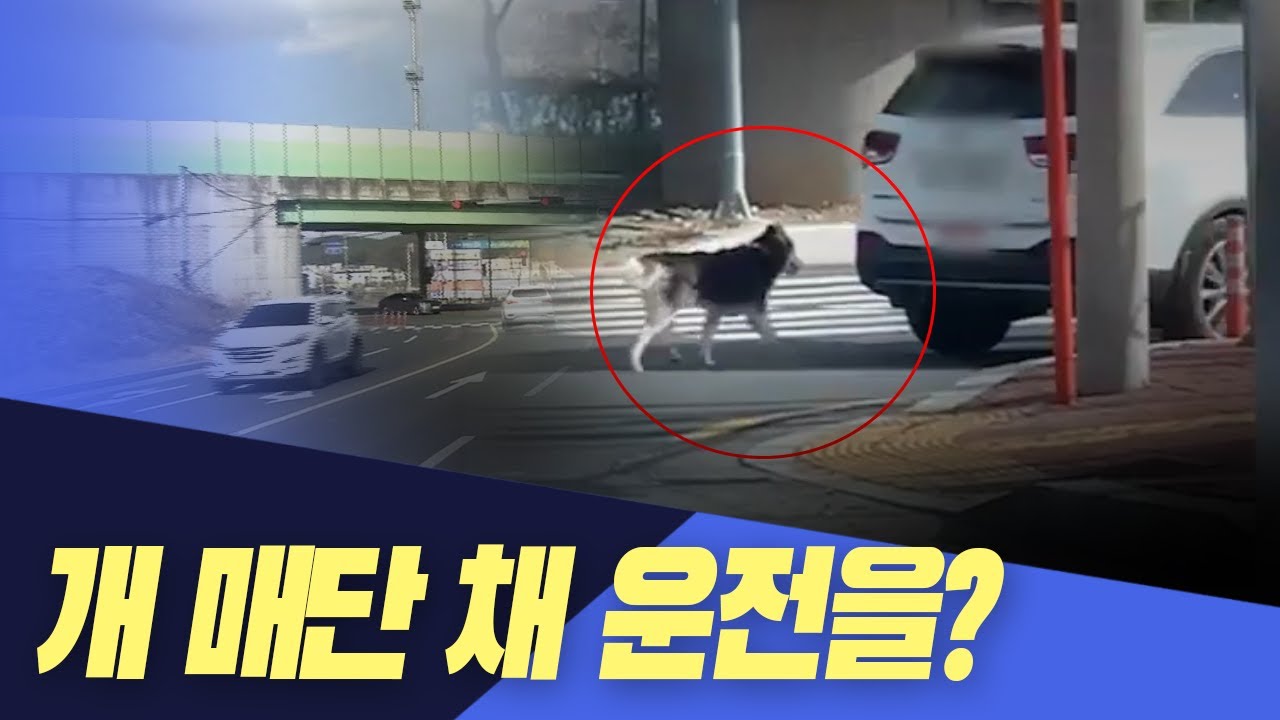 '개 매단 채 운전'..경찰 수사 나서
