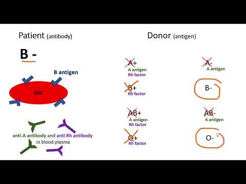 B Negative Blood Type (Donating and Receiving)