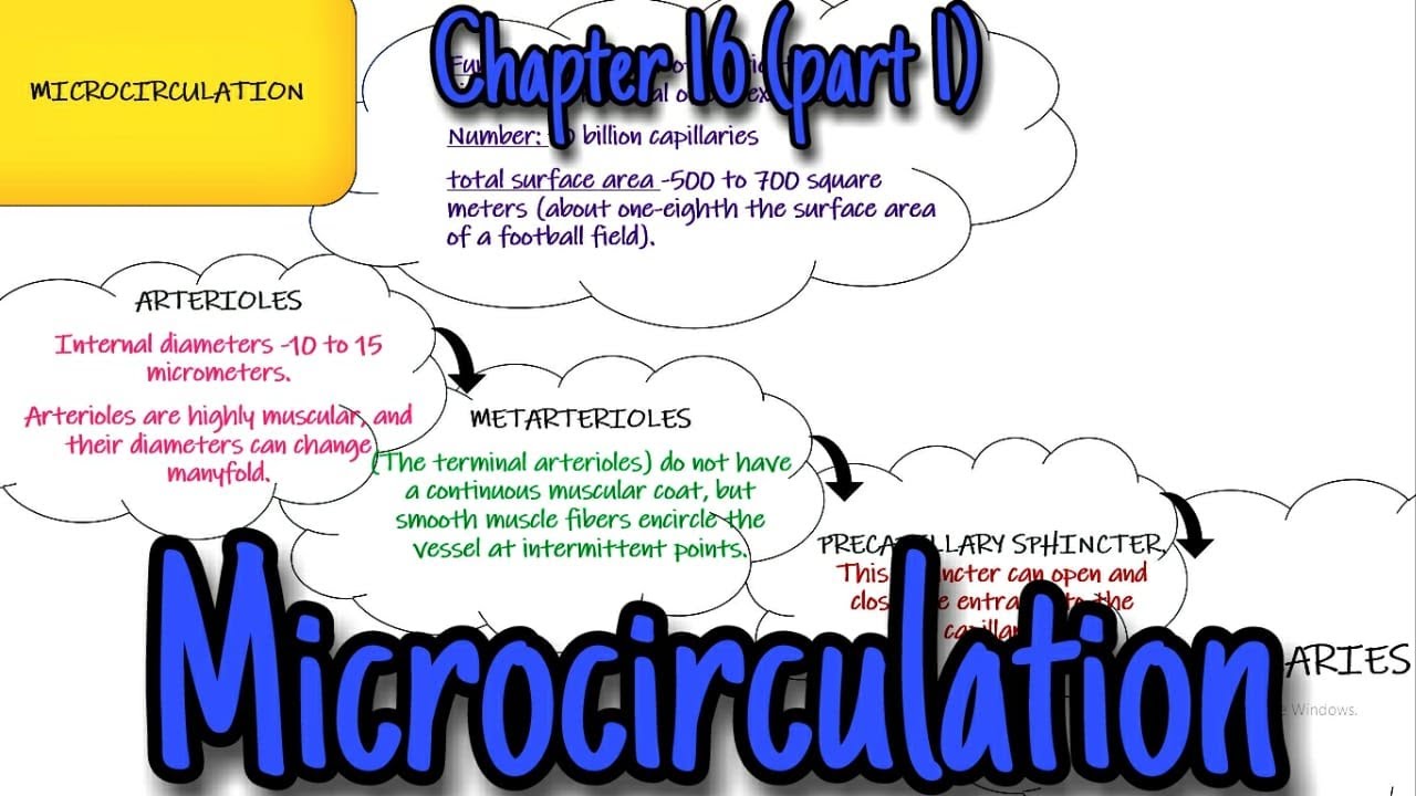 Microcirculation. Chapter 16 (part 1). Guyton and Hall Physiology.