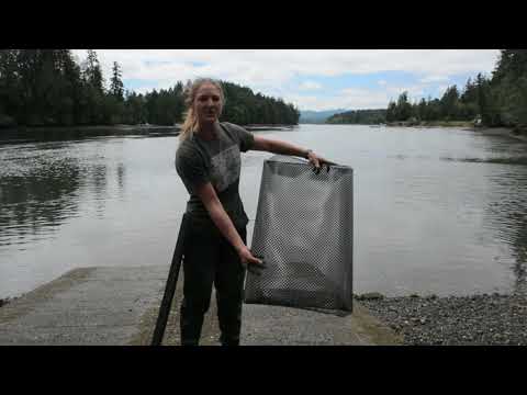 Setting up your shellfish garden: oysters