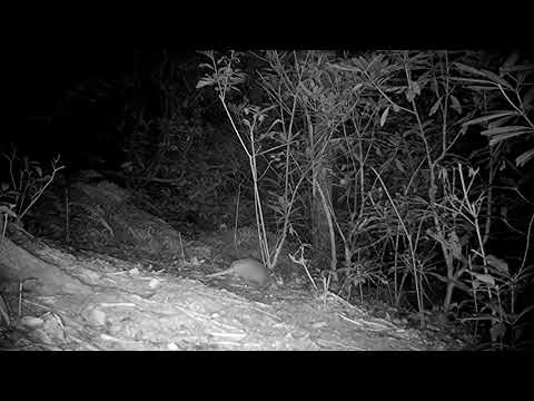 Armadillo behind our home in Haywood Knolls!