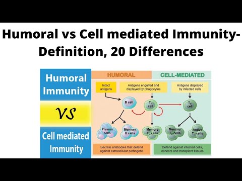 Humoral vs Cell mediated Immunity Definition, 20 Differences