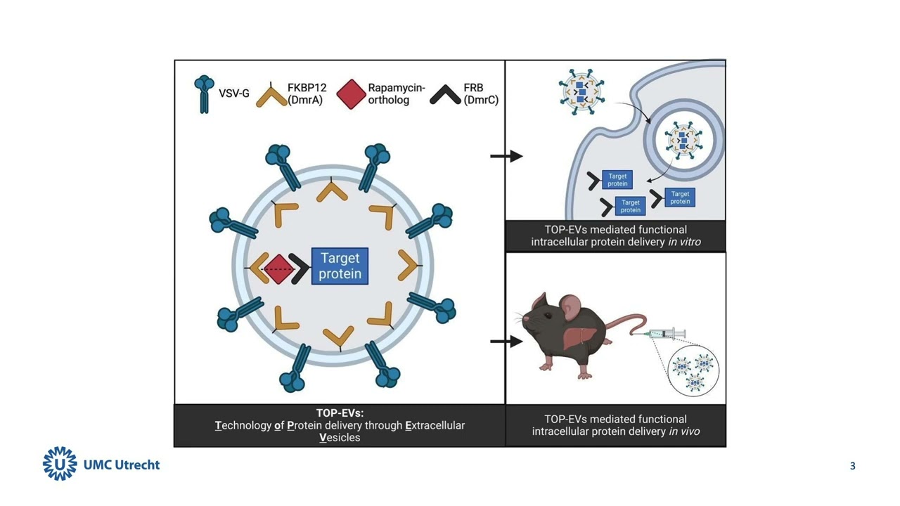 Technology of Protein delivery through engineered Extracellular Vesicles | UMC Utrecht