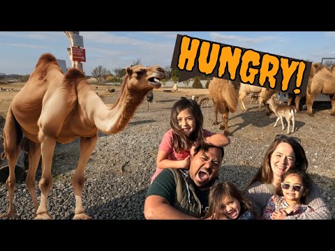 Wild Tennessee Safari Park Experience: A once-in-a-lifetime (maybe) adventure you won't forget!